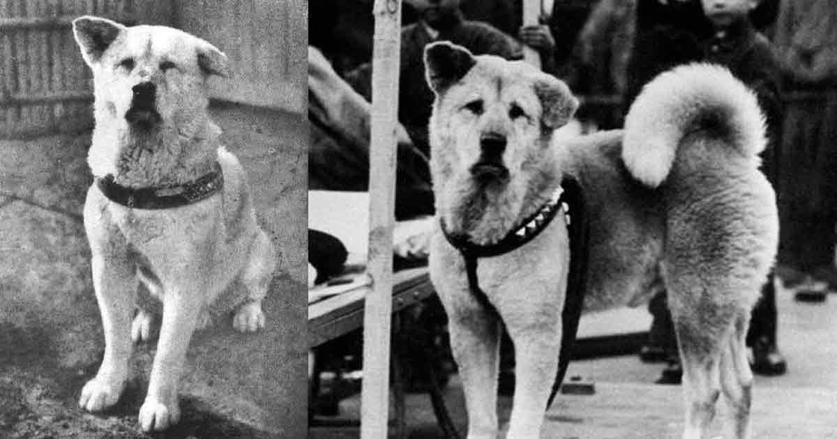 Japón prepara celebración: Hachiko, el famoso perro fiel cumple 100 años