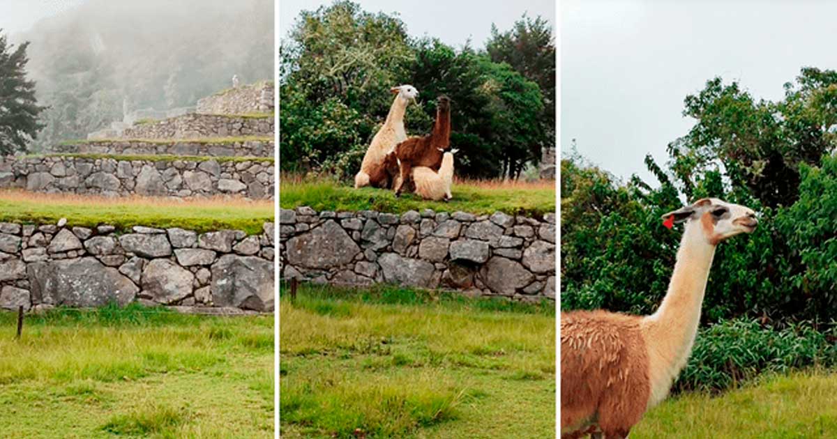 Peruano visita Machu Picchu y ve a 3 auquénidos ‘apareándose’: “Se les ...