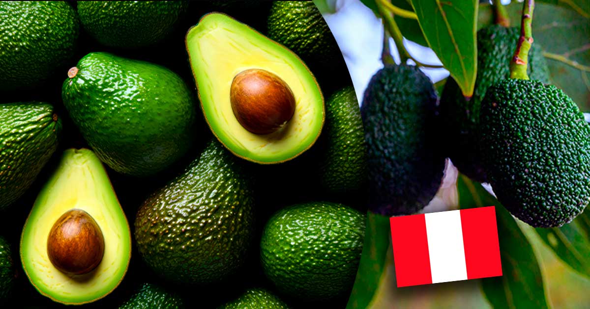 Perú se posiciona como el segundo exportador de palta en el mundo